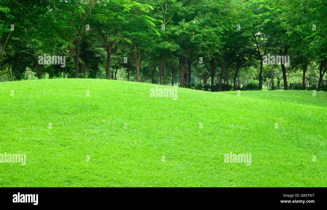 beautiful sloping backyard with vibrant green grass and tree in Stock ...