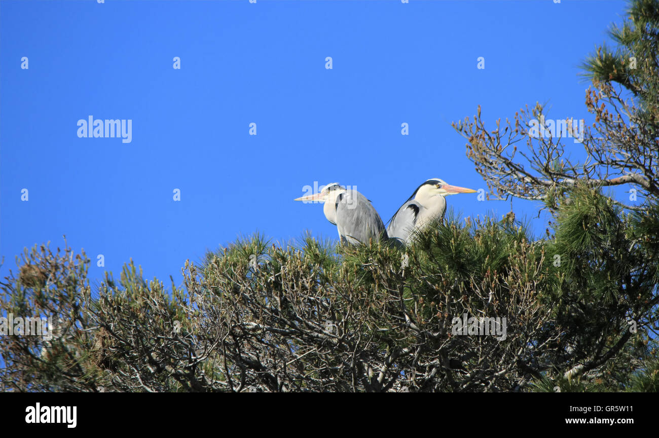 Grey herons in camargue france hi-res stock photography and images - Alamy