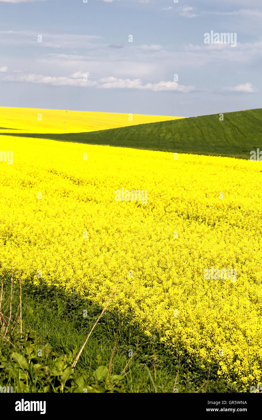 Yellow wooden background with a flower cutting out Stock Photo - Alamy