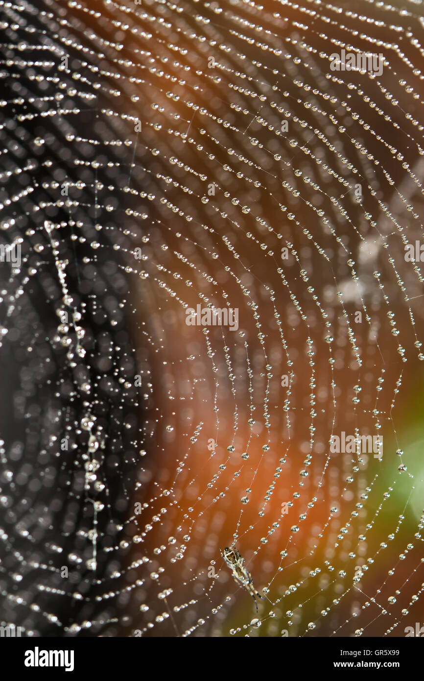 Spider Web Covered with Sparkling Dew Drops Stock Photo - Alamy