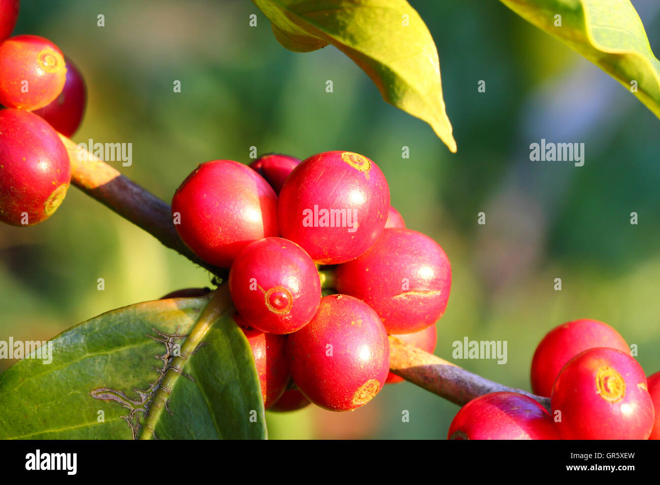 Coffee tree with ripe berries on farm Stock Photo - Alamy