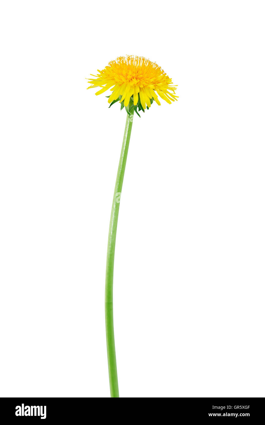 Yellow flower dandelion Cut Out Stock Images & Pictures - Alamy