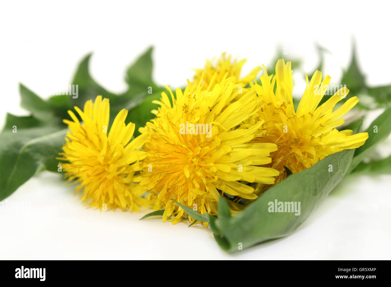 Buttercups and dandelions hi-res stock photography and images - Alamy