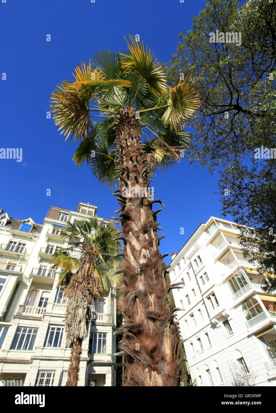 Palm tree at Montreux, Switzerland Stock Photo - Alamy