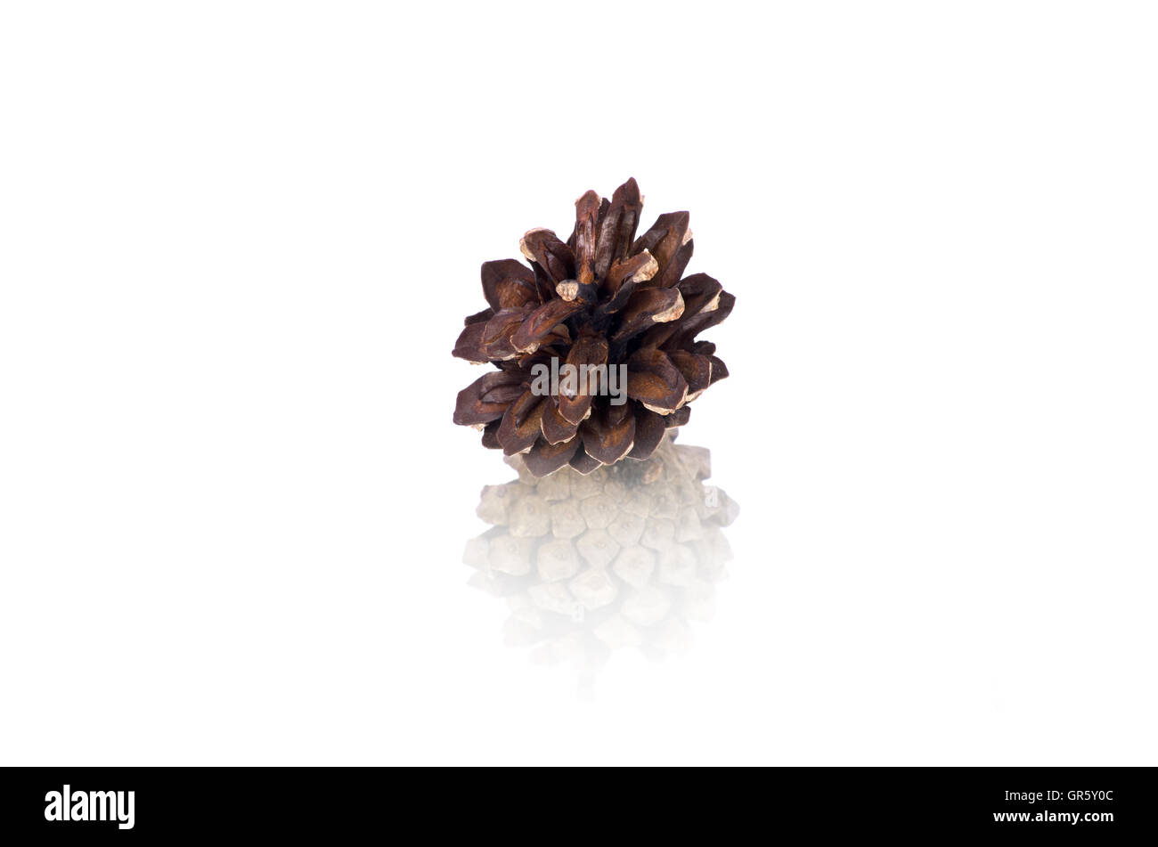 Pine cone isolated on white, clipping path included Stock Photo - Alamy