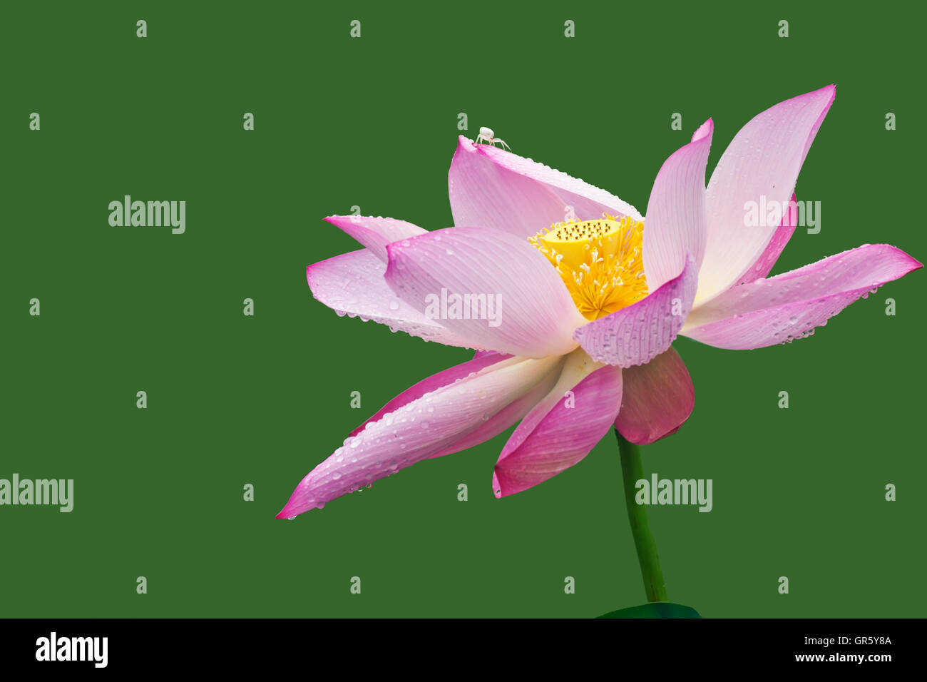 Holy lotus hi-res stock photography and images - Alamy