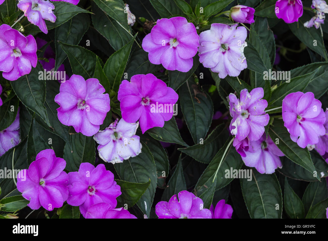 Beautiful purple flowers in bloom in summer Stock Photo - Alamy