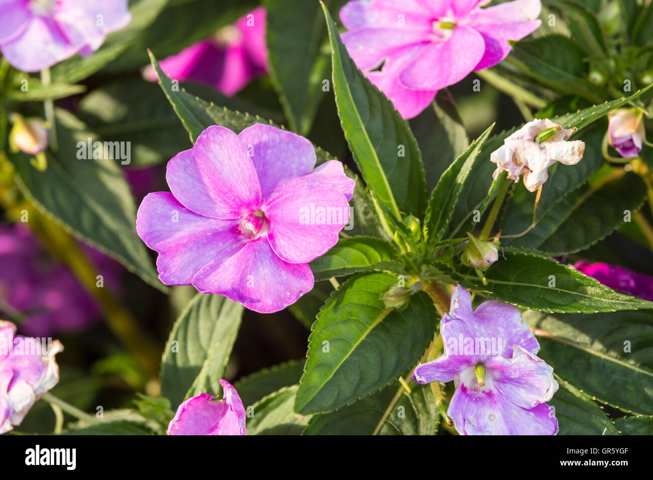 Beautiful purple flowers in bloom in summer Stock Photo - Alamy