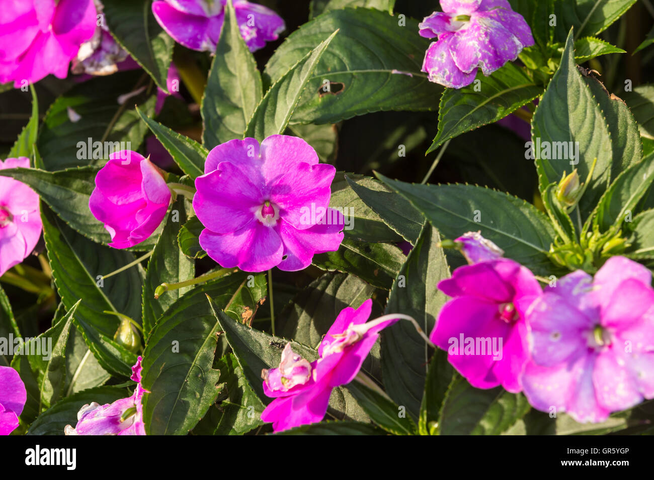 Beautiful purple flowers in bloom in summer Stock Photo - Alamy