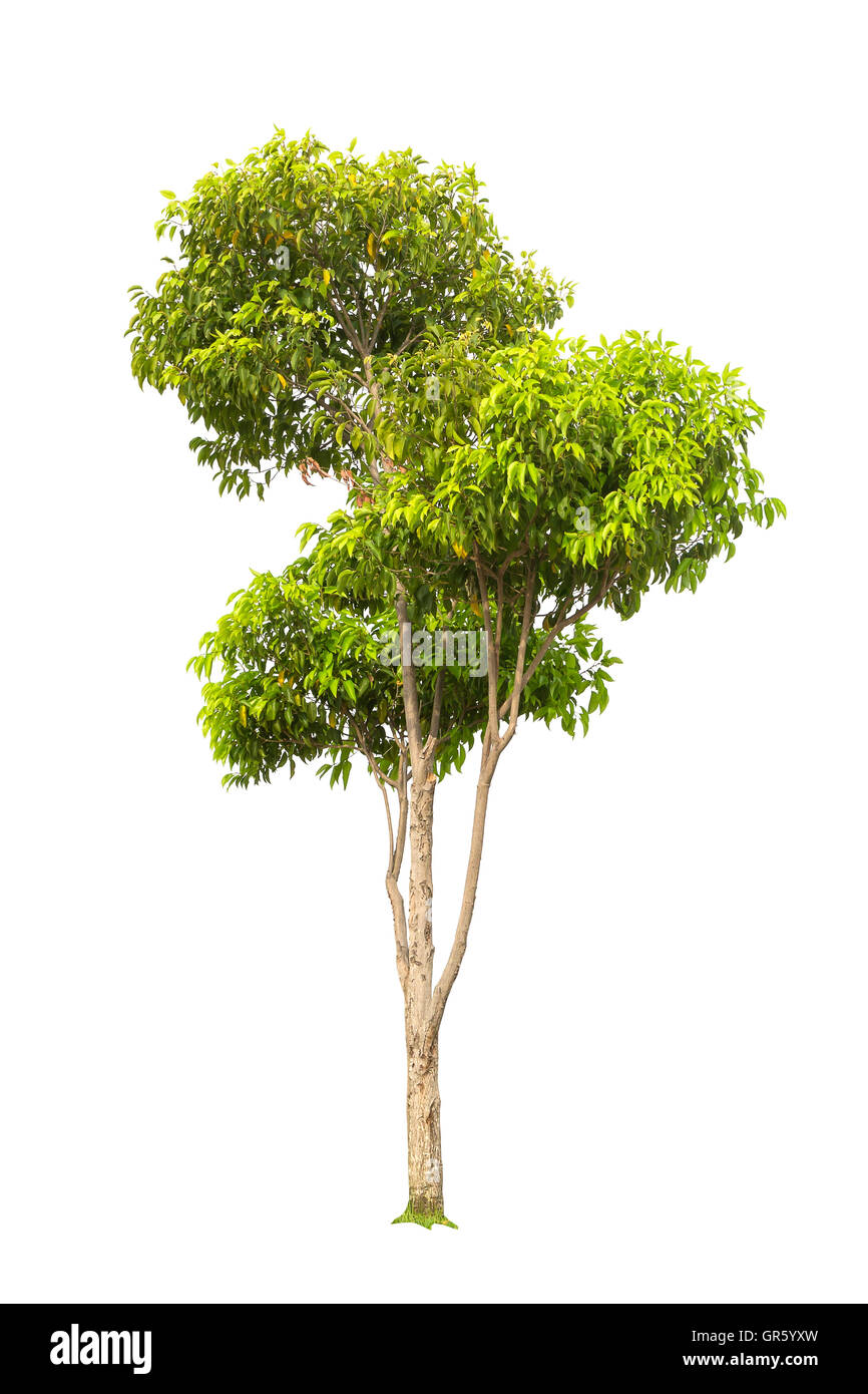 Tree isolated on white background Stock Photo - Alamy