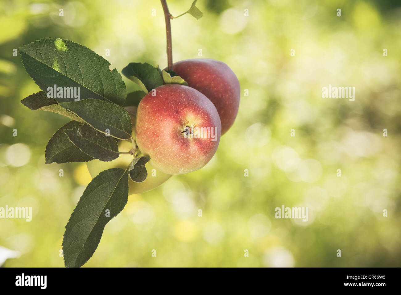 Vintage apple orchard hi-res stock photography and images - Alamy