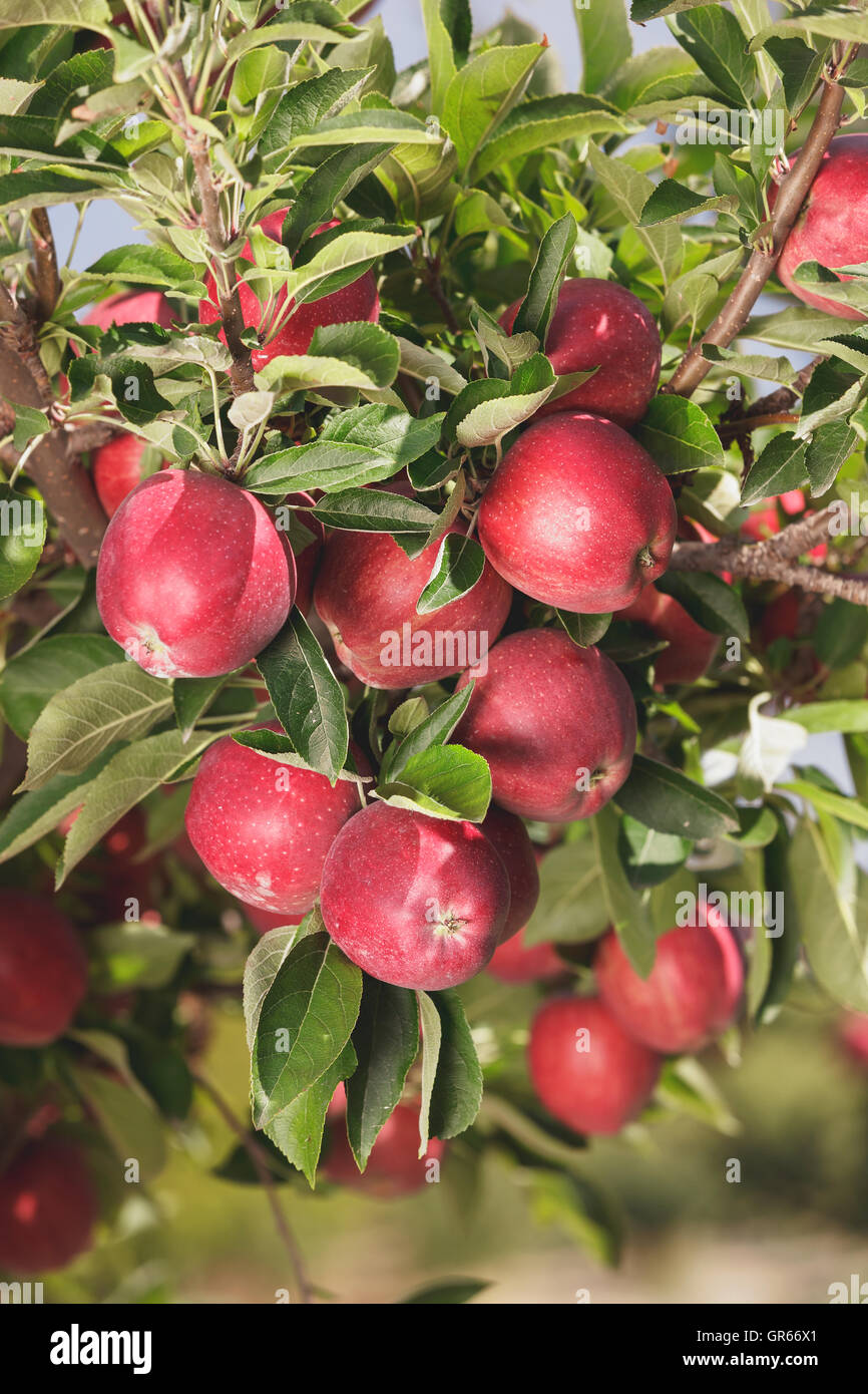 Close up tree branch farming hi-res stock photography and images - Alamy