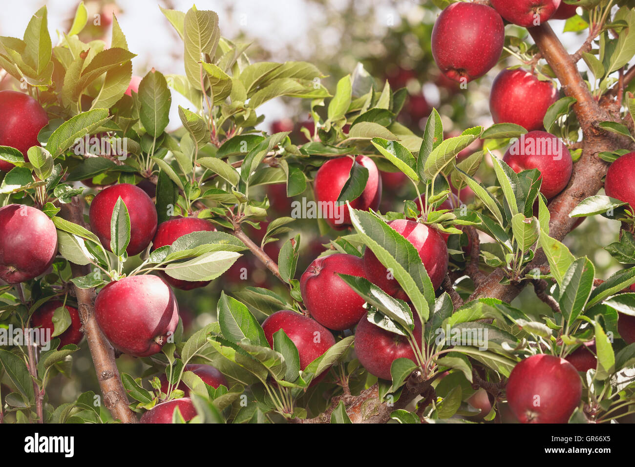 Apple tree. An apple tree full of ripe apples in an orchard, close up ...