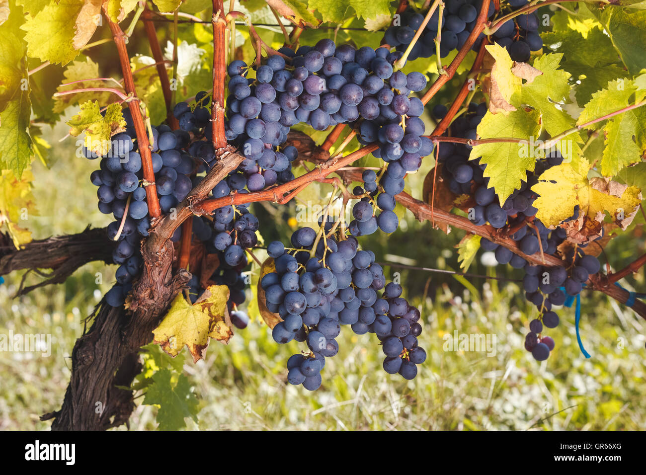 Agriculture grape vine vineyard hi-res stock photography and images - Alamy