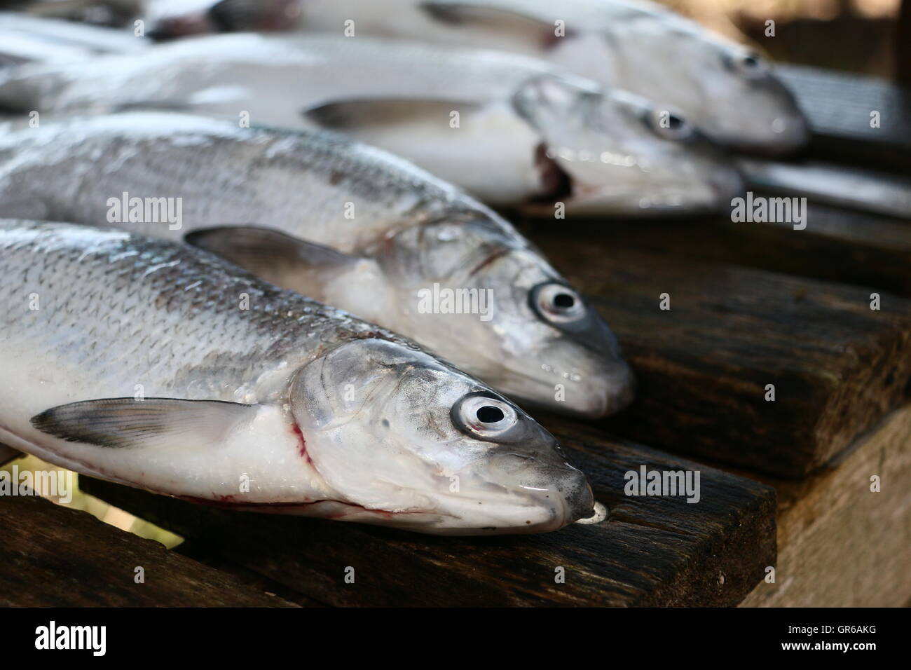 Eat aquatic vertebrates hi-res stock photography and images - Alamy