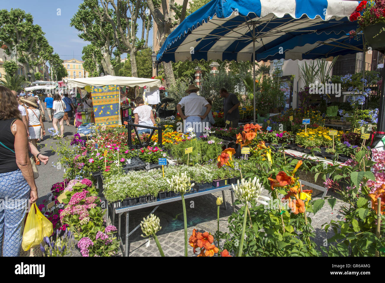 Flowers for commercial use hi-res stock photography and images - Alamy
