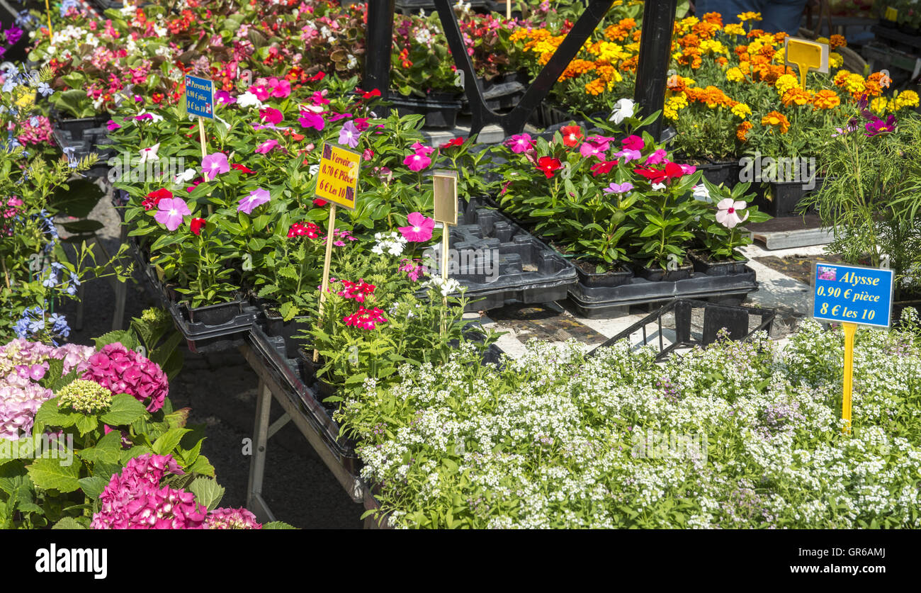 Plant mechanic hi-res stock photography and images - Alamy