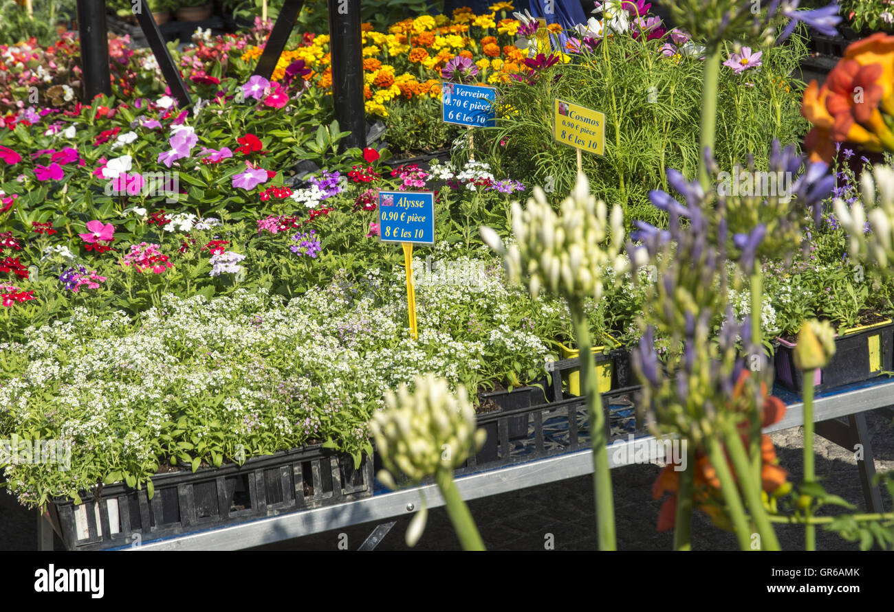 Gramineous plant hi-res stock photography and images - Alamy