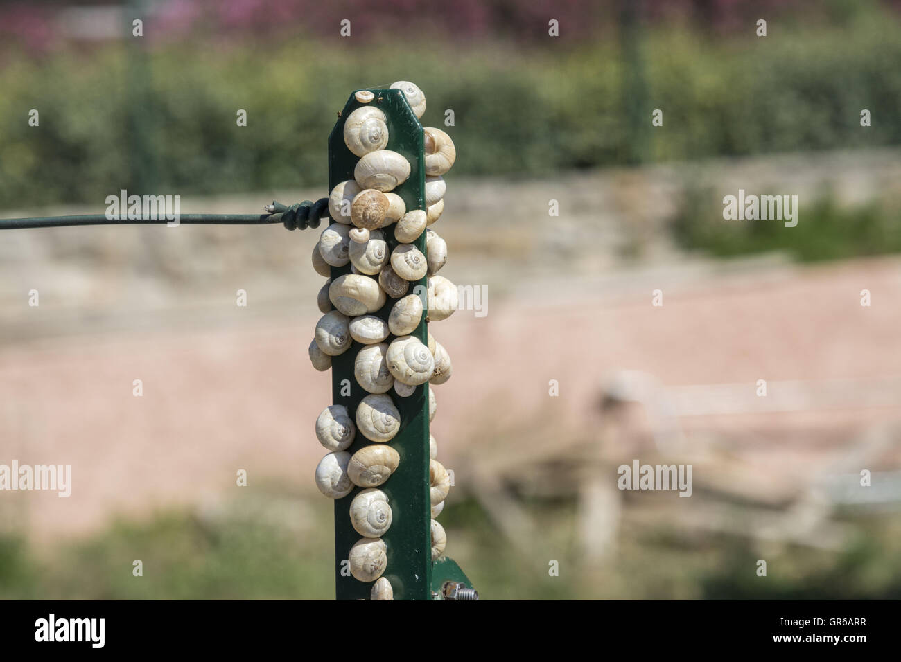 Screw worm hi-res stock photography and images - Alamy