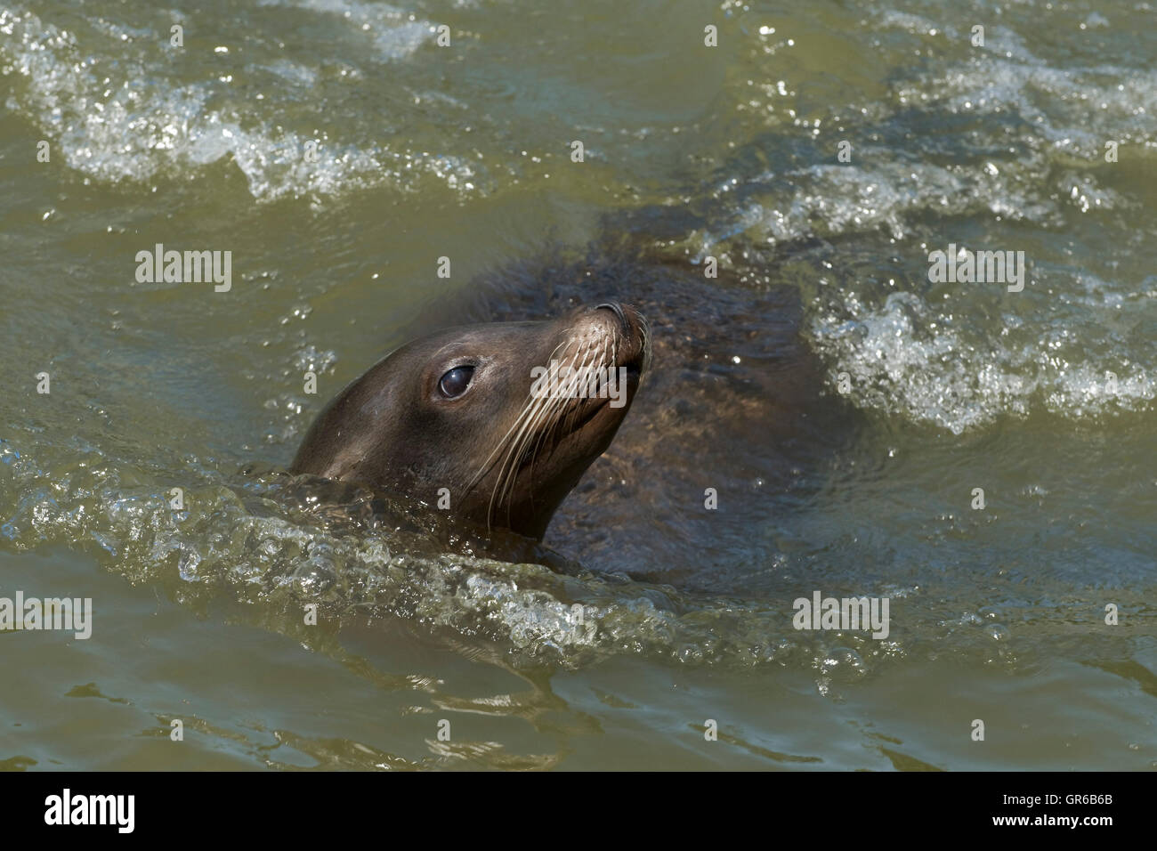 A California sea lion swimming beside a boat at Longleat Safari Park ...
