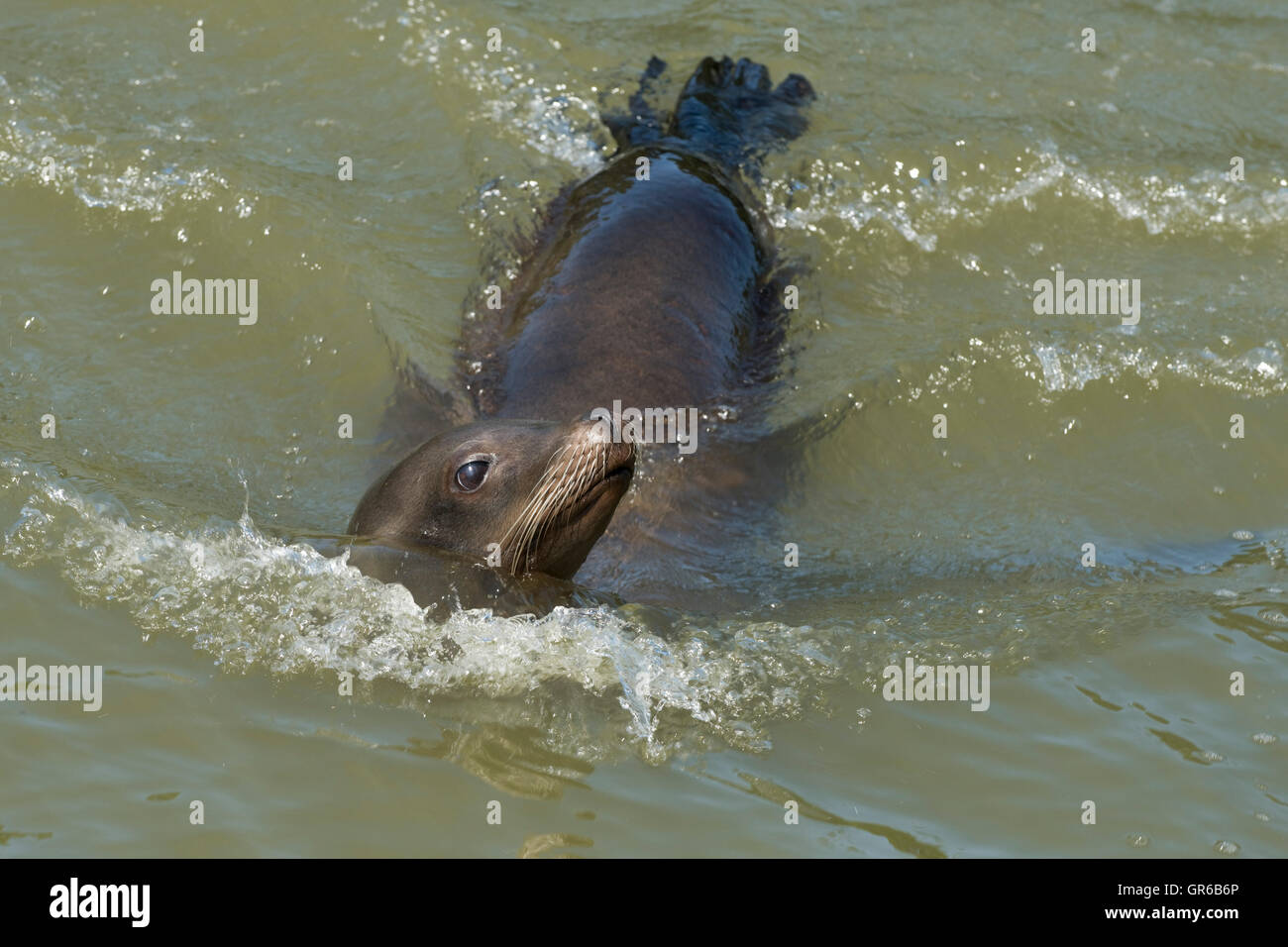 A California sea lion swimming beside a boat at Longleat Safari Park ...