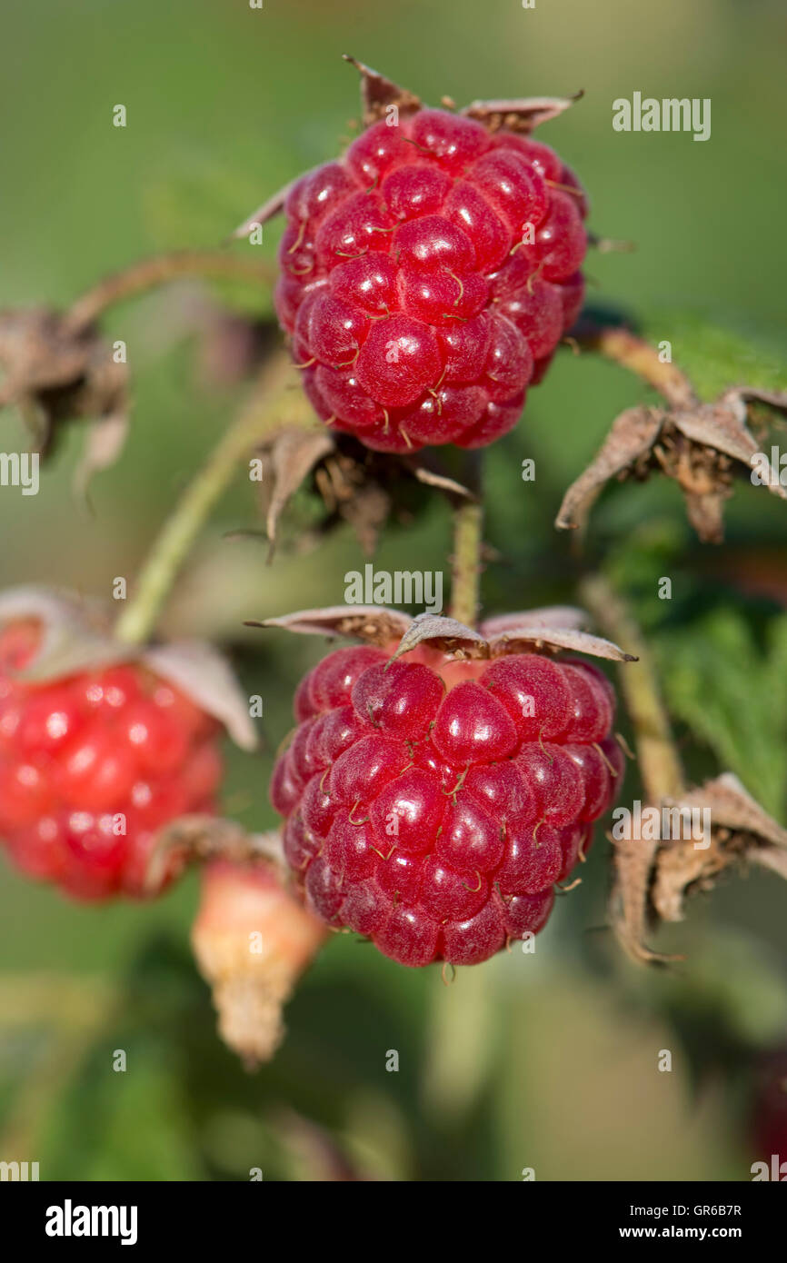Ripe red raspberry fruit on the bush in late summer, August Stock Photo ...