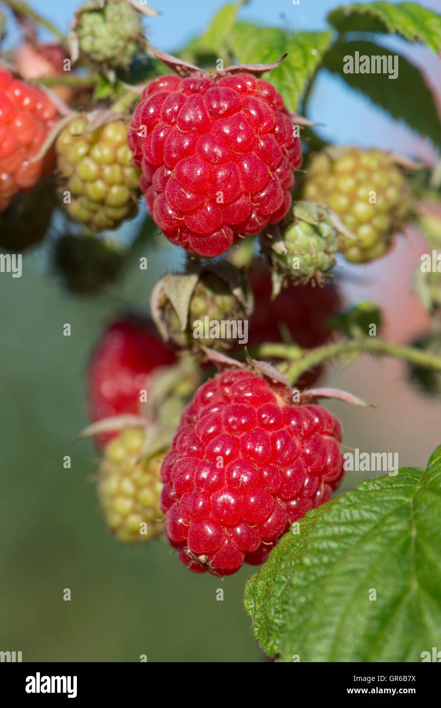 Raspberry canes hi-res stock photography and images - Alamy