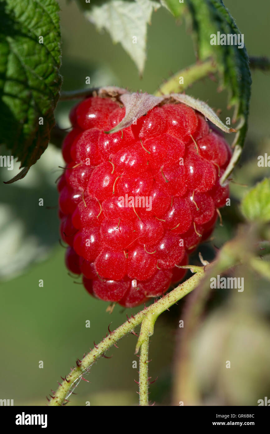 Late Summer Fruit High Resolution Stock Photography and Images - Alamy