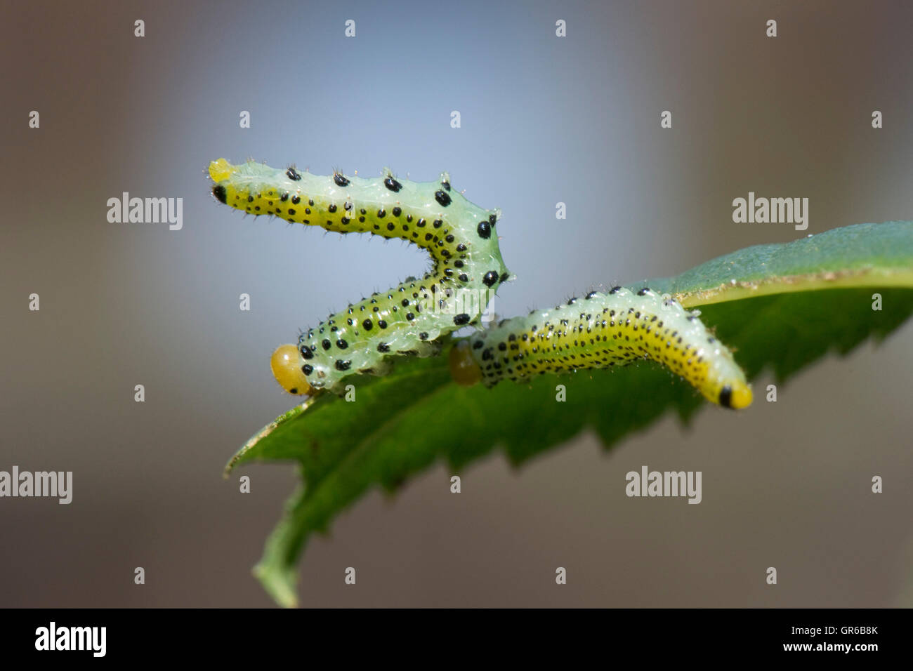 Sawfly larvae hi-res stock photography and images - Alamy