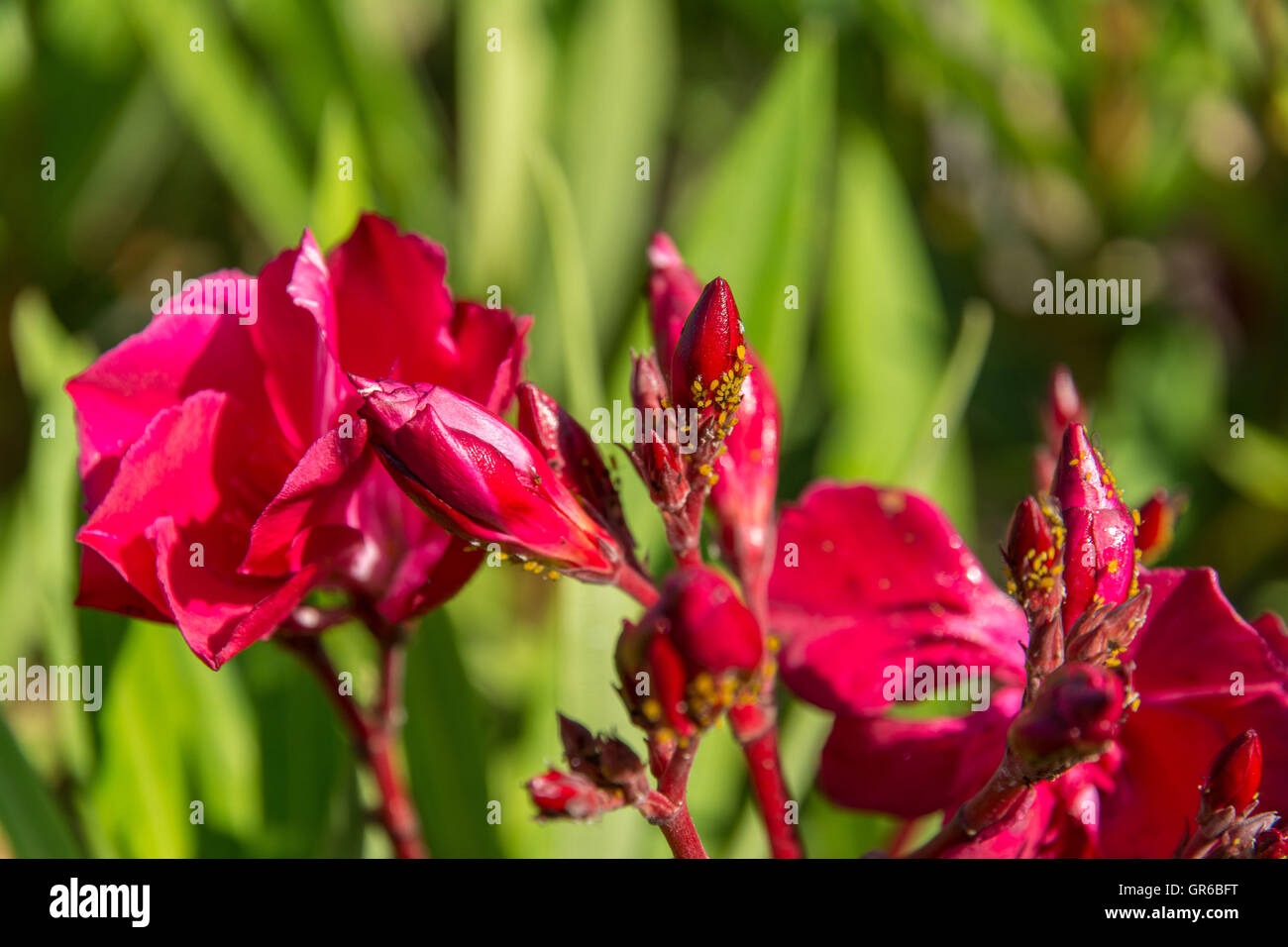 Lice flower hi-res stock photography and images - Alamy