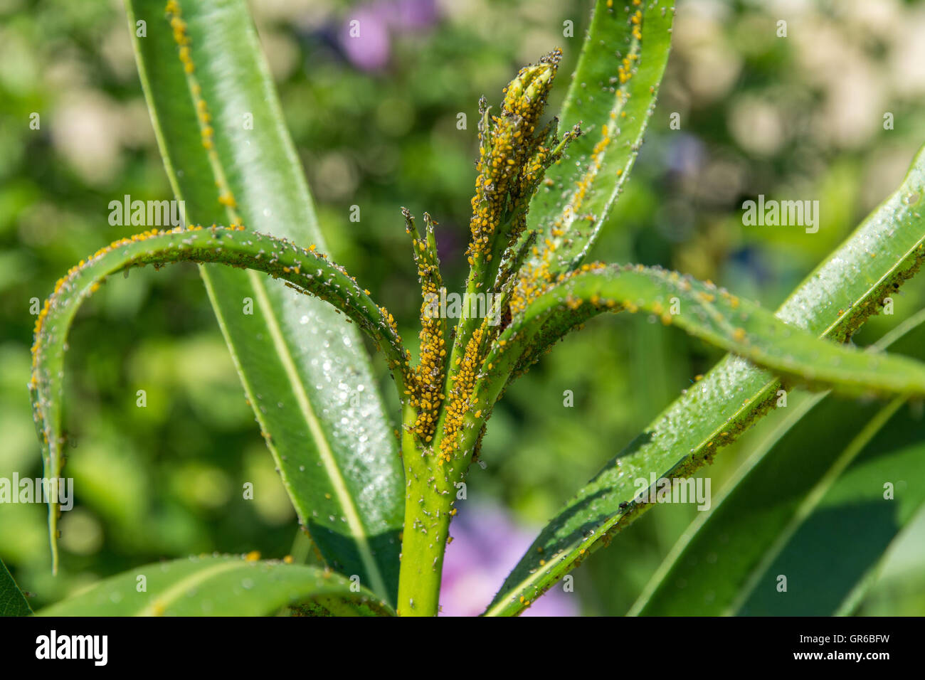 Lice hi-res stock photography and images - Alamy