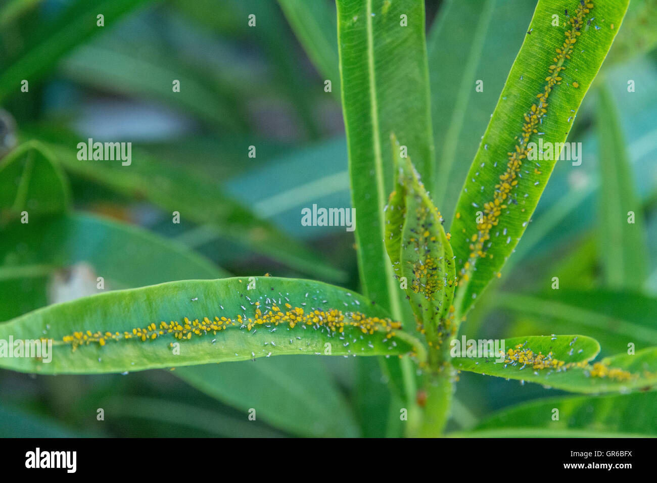 Lice flower hi-res stock photography and images - Alamy