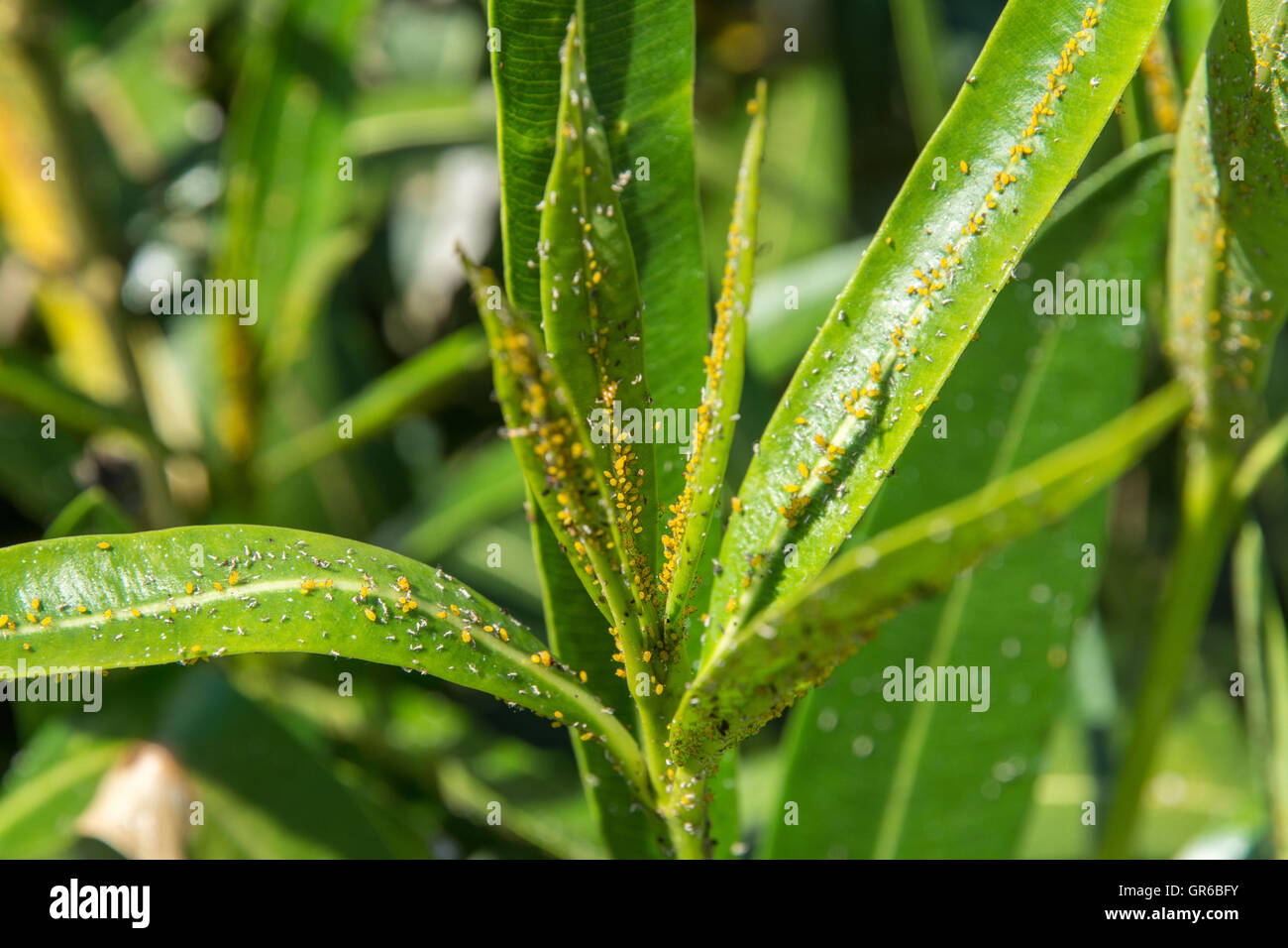 Lice hi-res stock photography and images - Alamy