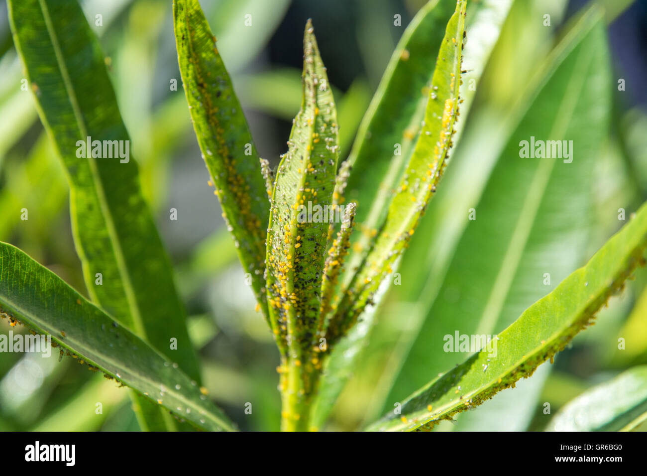 Lice hi-res stock photography and images - Alamy