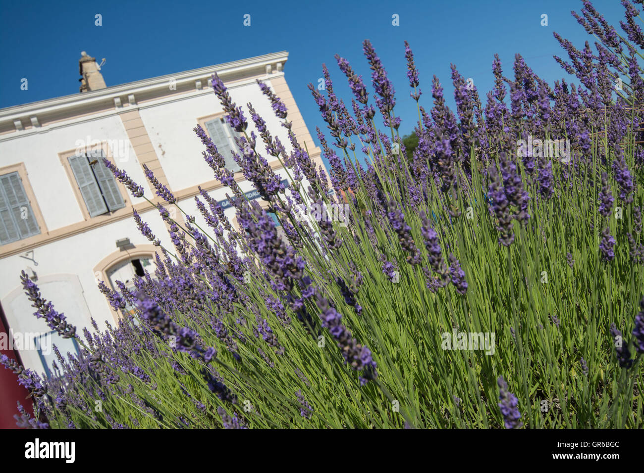 Mediterranean bush lavender hi-res stock photography and images - Alamy