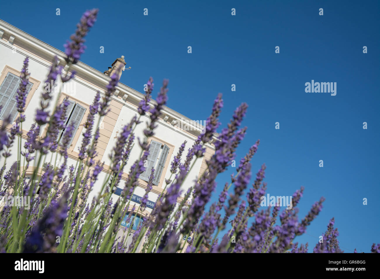 Mediterranean bush lavender hi-res stock photography and images - Alamy