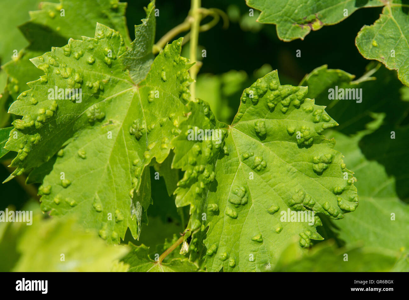 Poison trees hi-res stock photography and images - Alamy