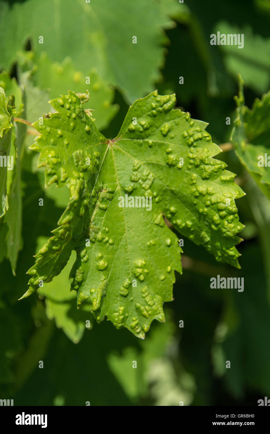 Poison trees hi-res stock photography and images - Alamy