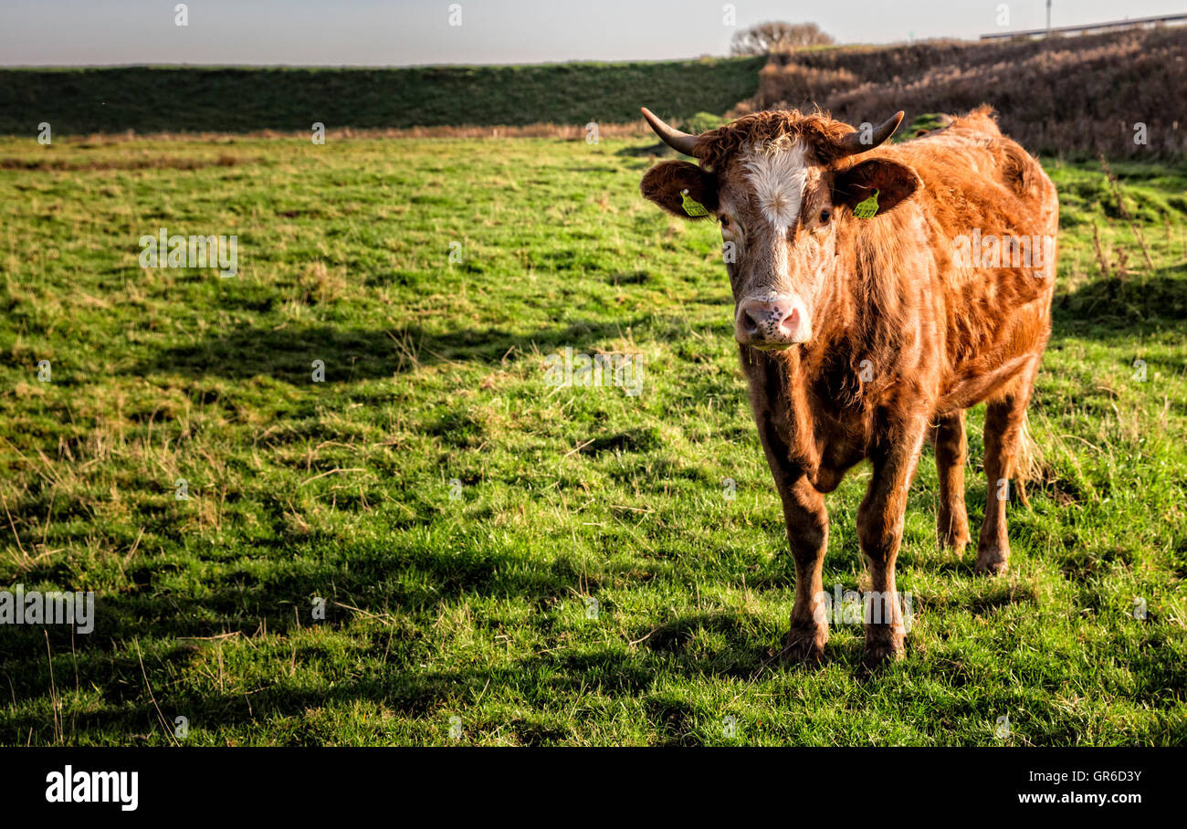 Cool cows hi-res stock photography and images - Alamy