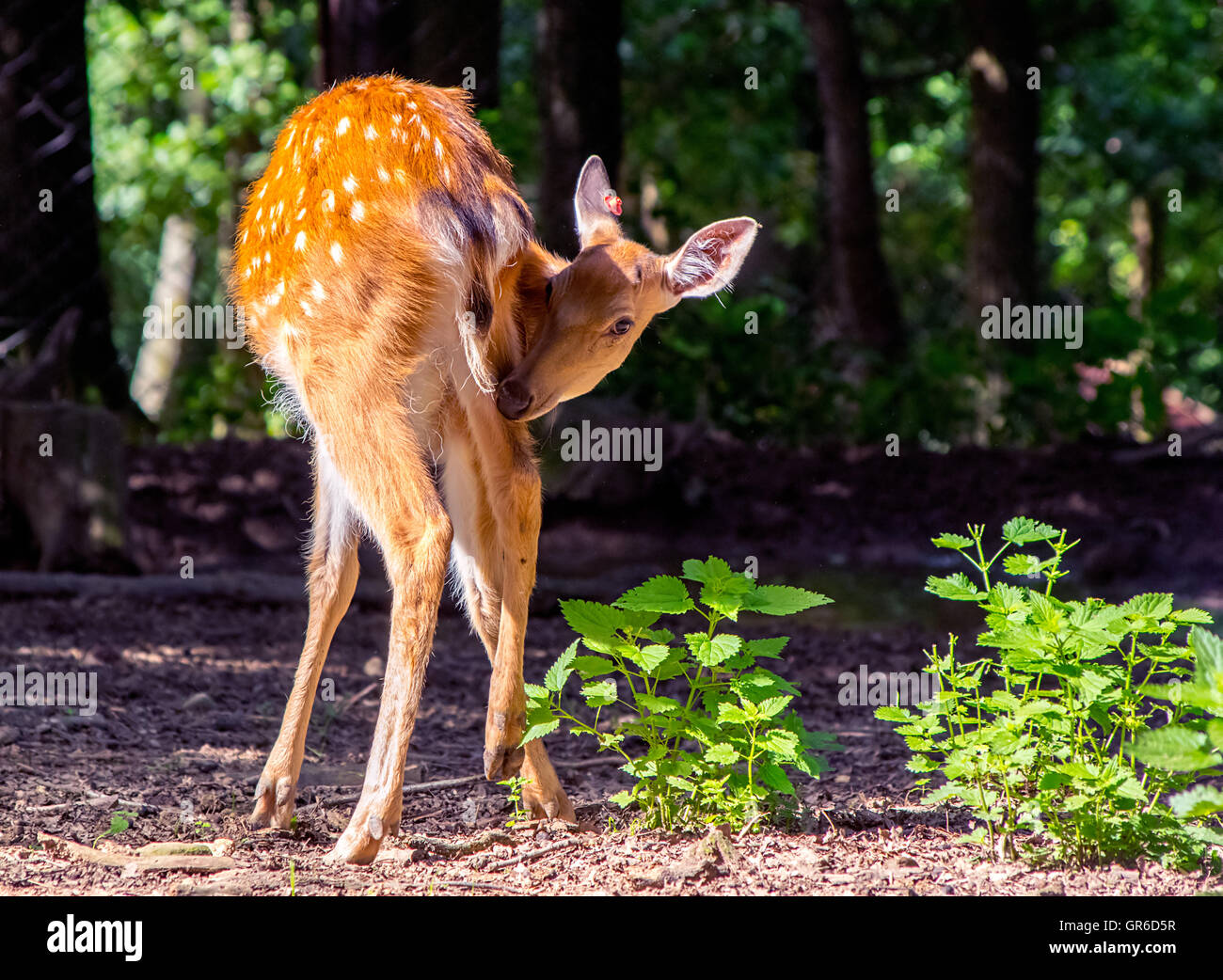 Female fallow deer (Dama dama) with nettle Stock Photo - Alamy