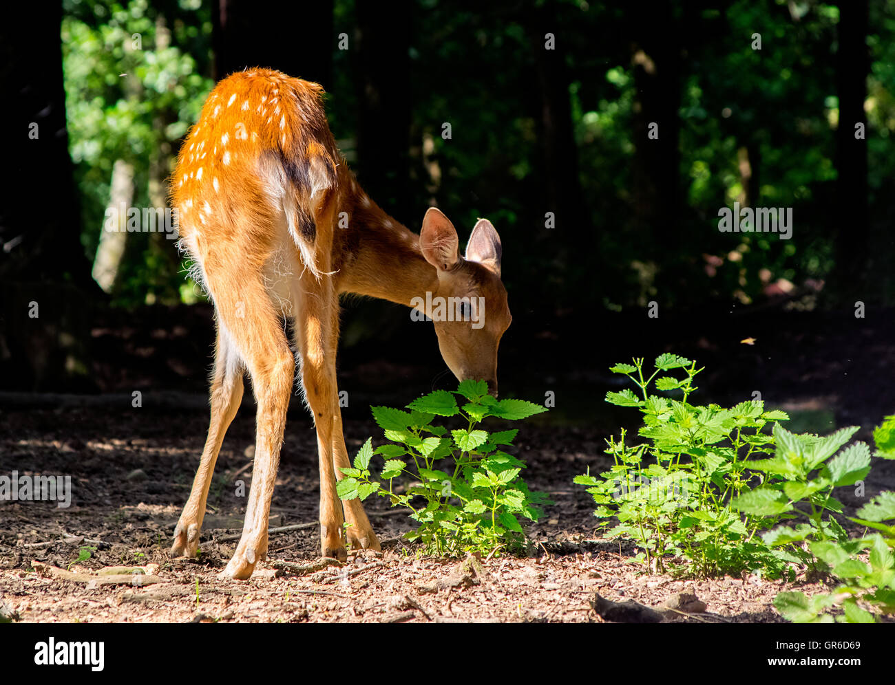 Fallow deer tail hi-res stock photography and images - Alamy