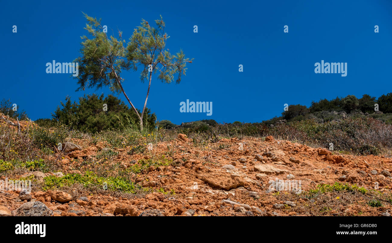 Only A Tree Stock Photo - Alamy