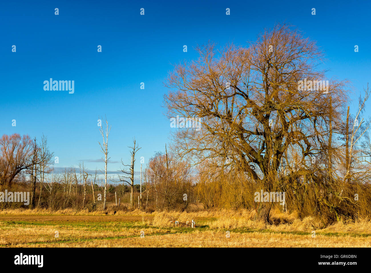 Wooded tree line hi-res stock photography and images - Alamy
