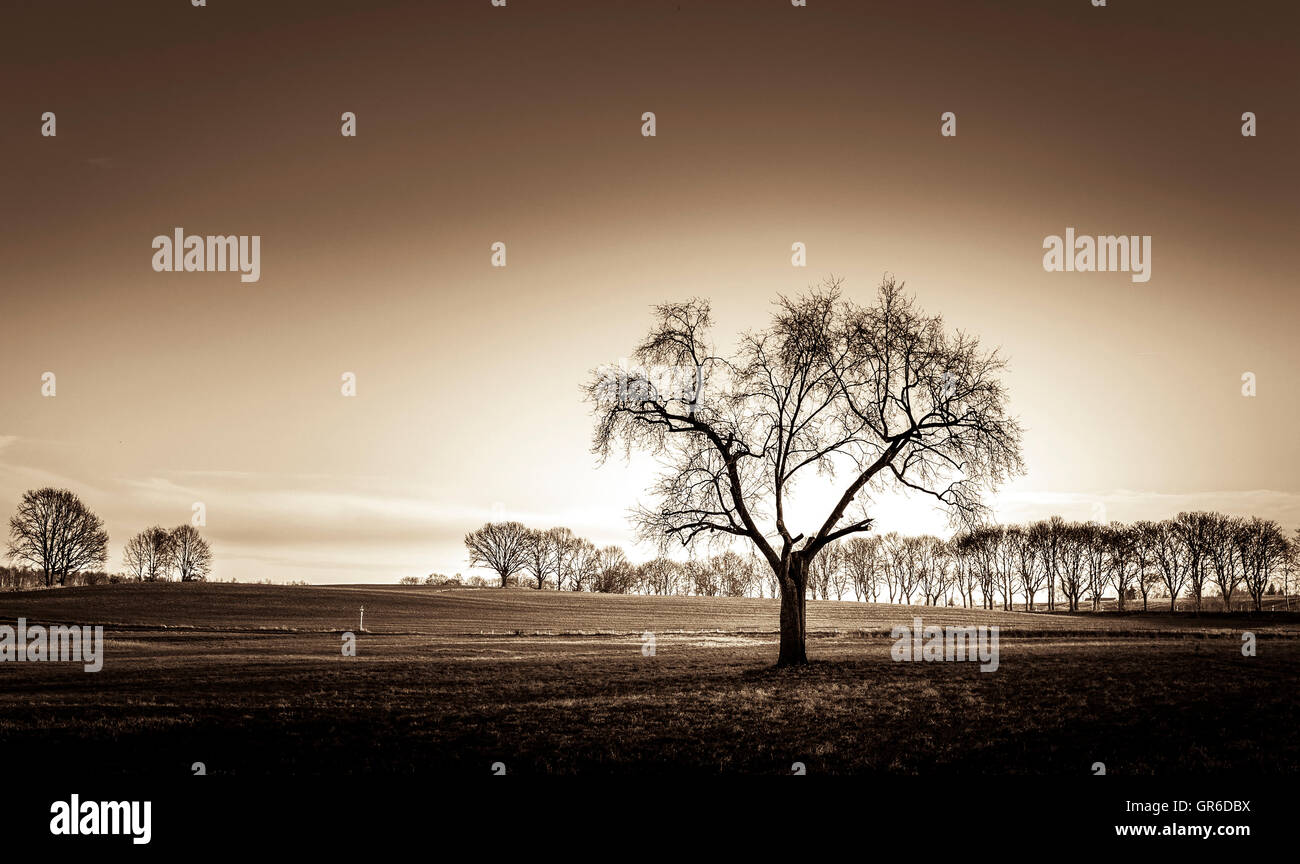 Only A Tree Stock Photo - Alamy