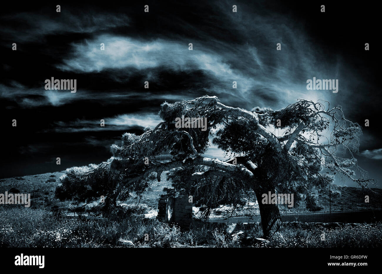 Dark crooked tree hi-res stock photography and images - Alamy