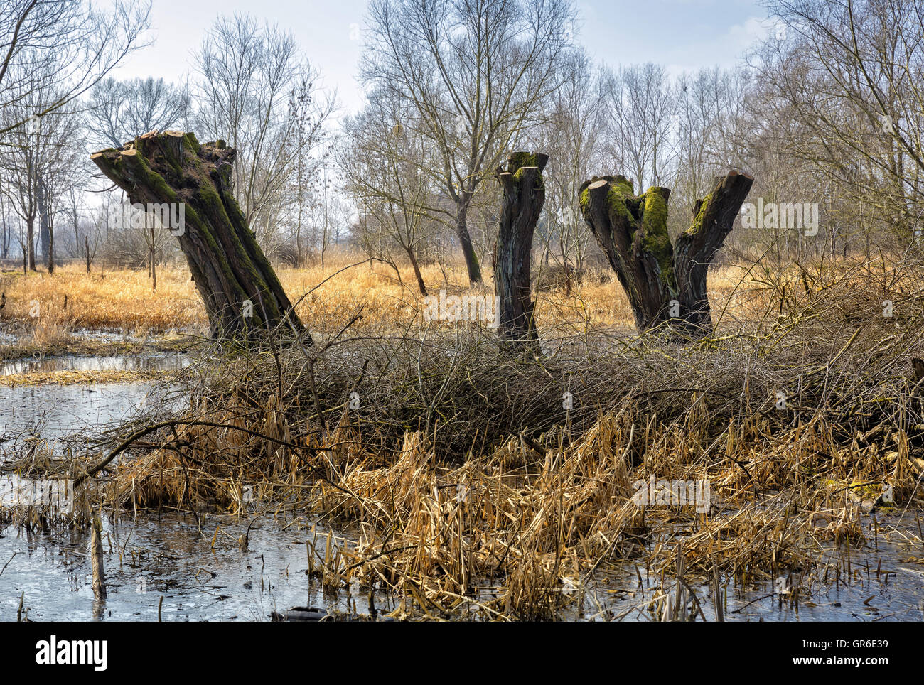 Three trees hi-res stock photography and images - Alamy