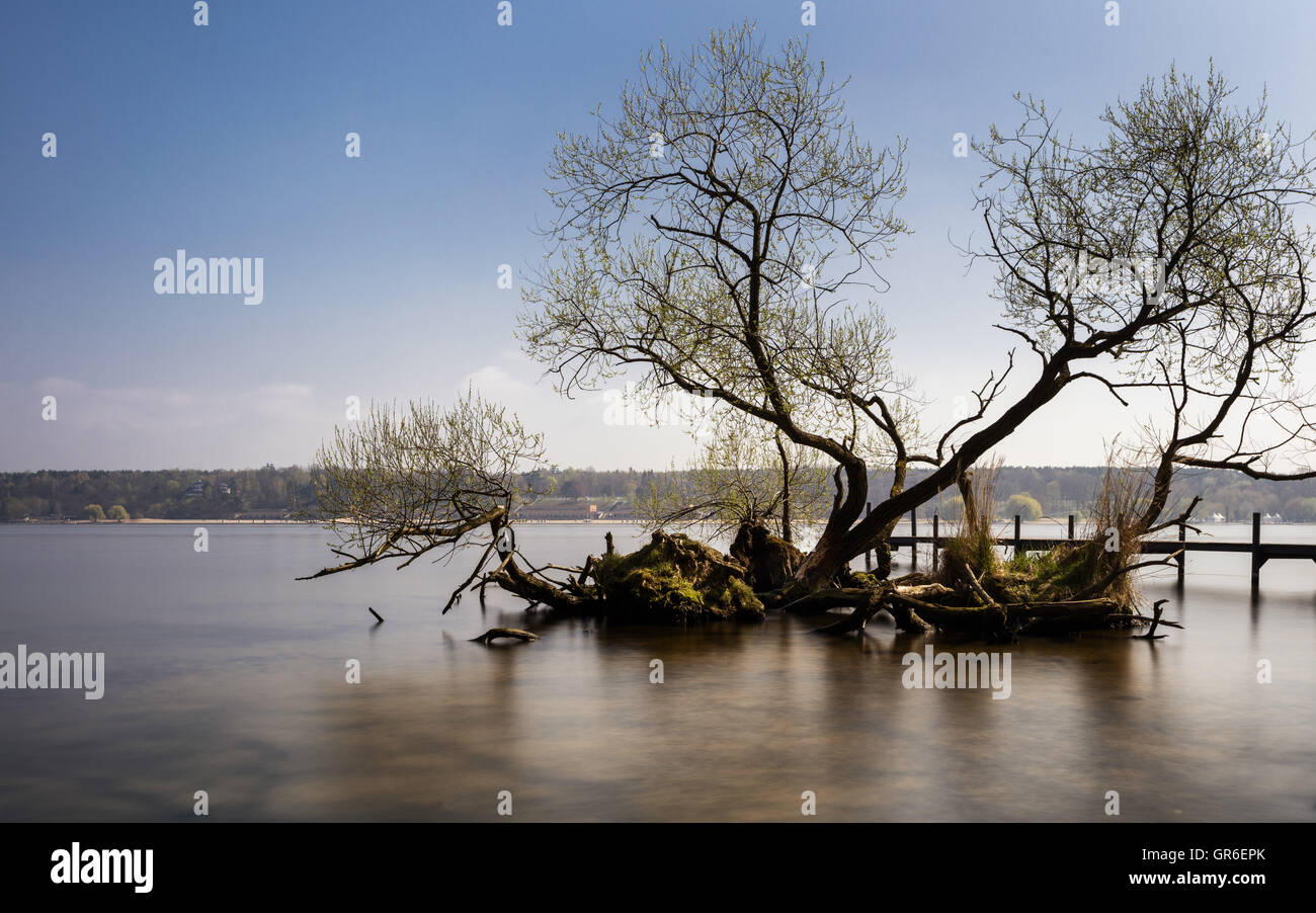 Tree In The Sea Stock Photo - Alamy