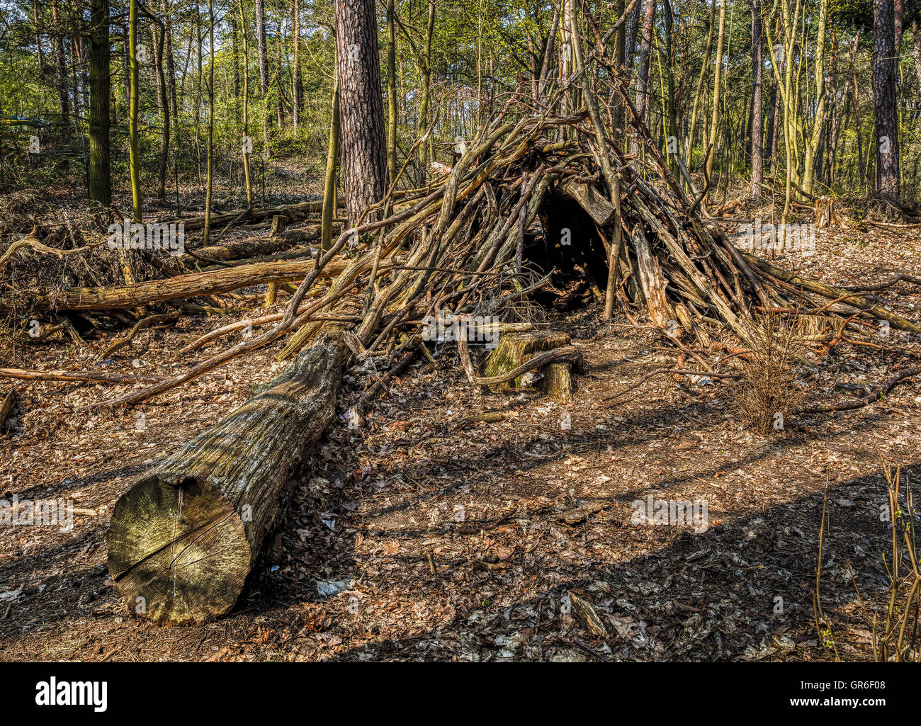 Hdr forrest hi-res stock photography and images - Alamy