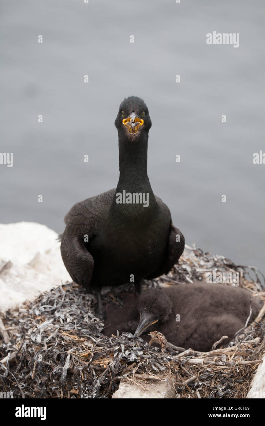 Shags on farne islands northumberland hi-res stock photography and ...