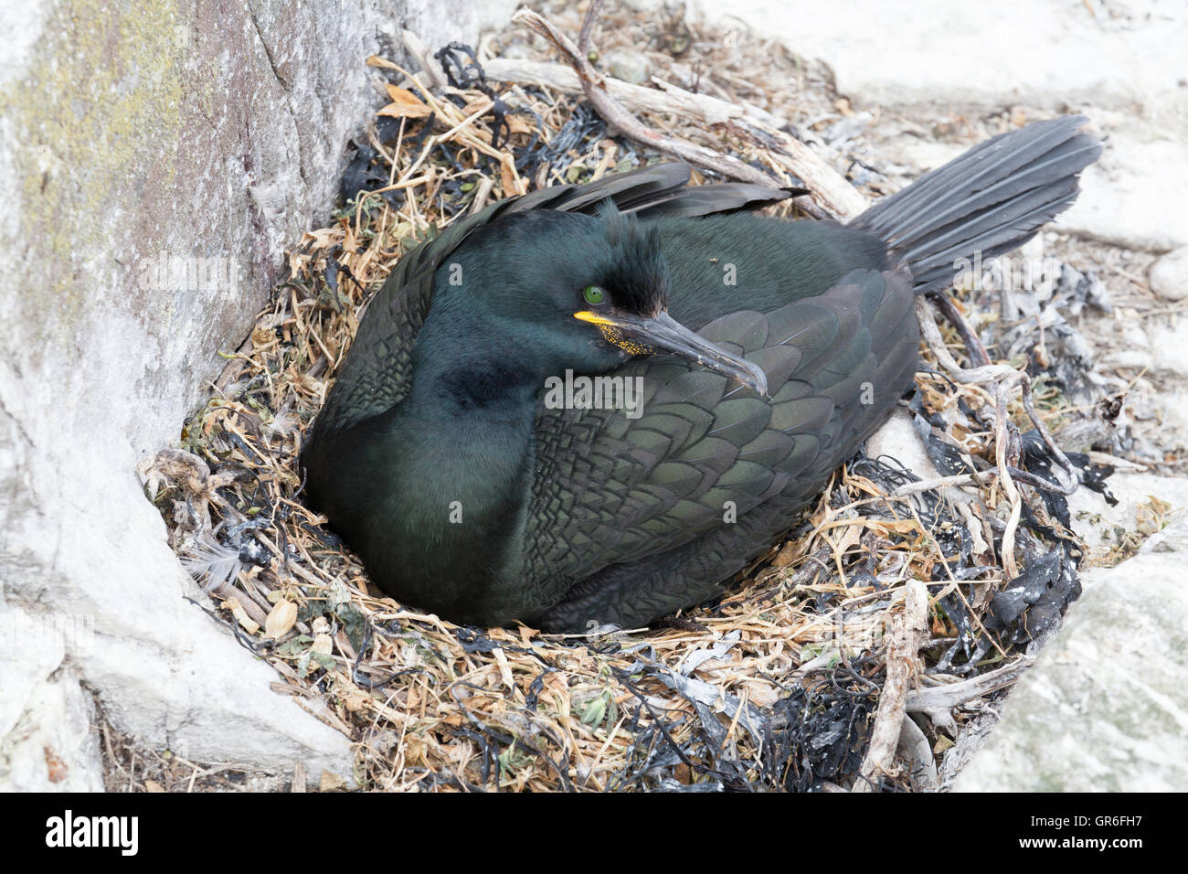 European shag on nest on cliffs at Farne Islands Northumberland uk ...